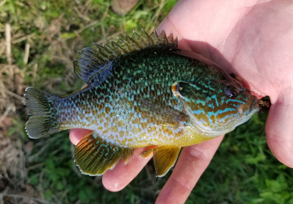 Pumpkinseed × Green Sunfish from St Joseph County, MI, USA on May 30 ...