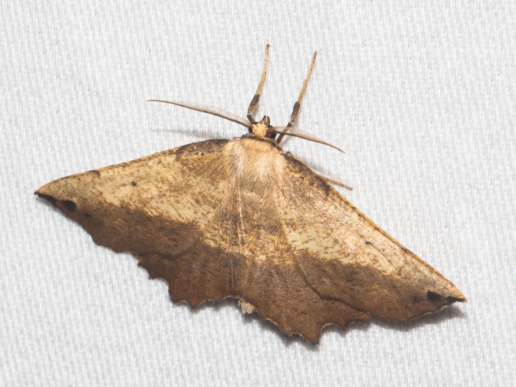 Saw-wing from Garrett, Maryland, United States on June 16, 2018 at 10: ...