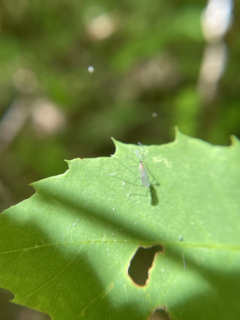 Gall and Forest Midges from Pocahontas County, US-WV, US on May 30 ...