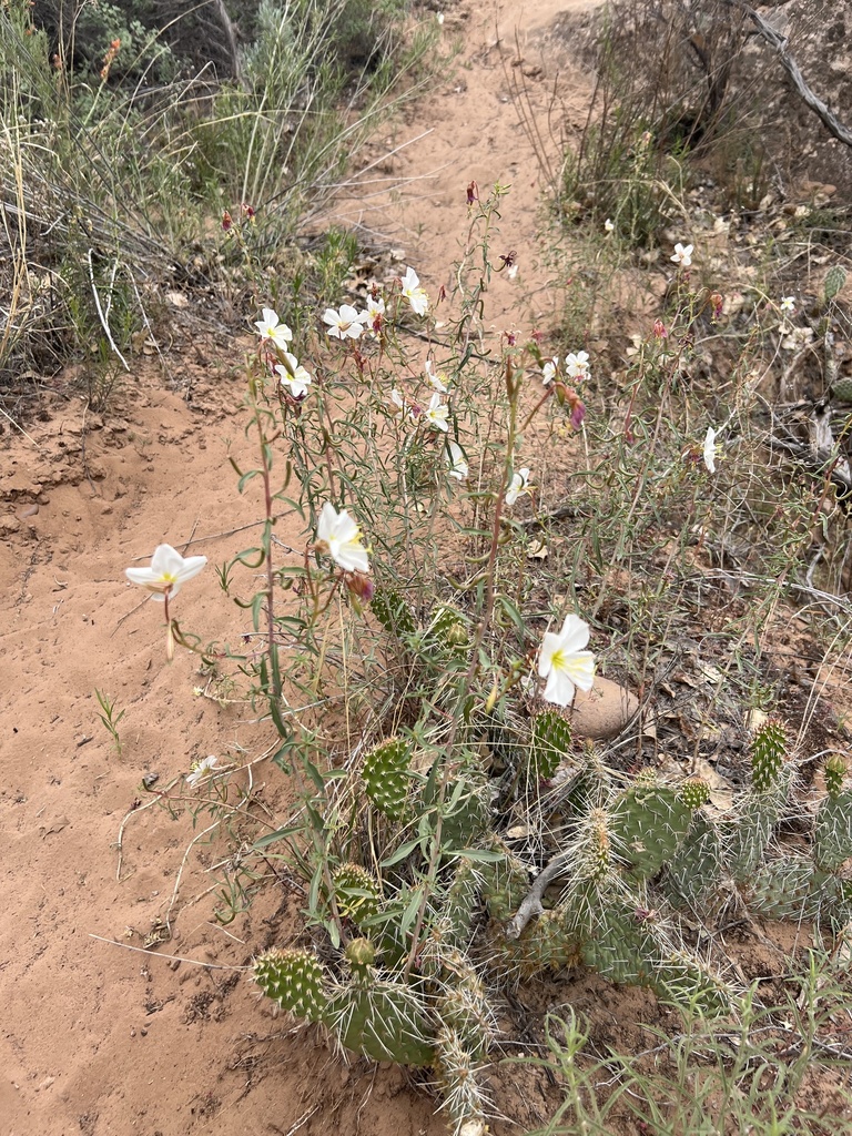 Pale Evening Primrose from Grand Staircase-Escalante National Monument ...