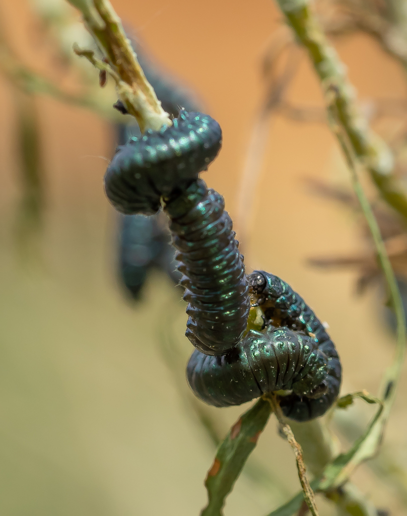 Rabbitbrush Beetle in May 2022 by sporobolum. observed on chrysothamnus ...