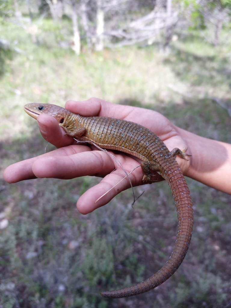 Northern Imbricate Alligator Lizard from Sierra Fría 99560 Zac. on ...