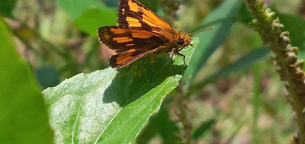 Common Bush Hopper from Karnataka 577181, India on May 30, 2022 at 11: ...