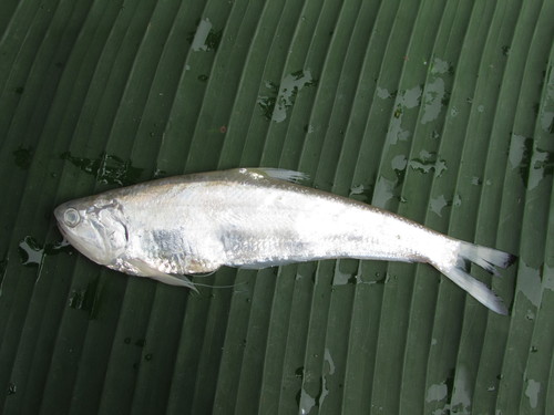 Gangetic Hairfin Anchovy (Setipinna phasa) · iNaturalist