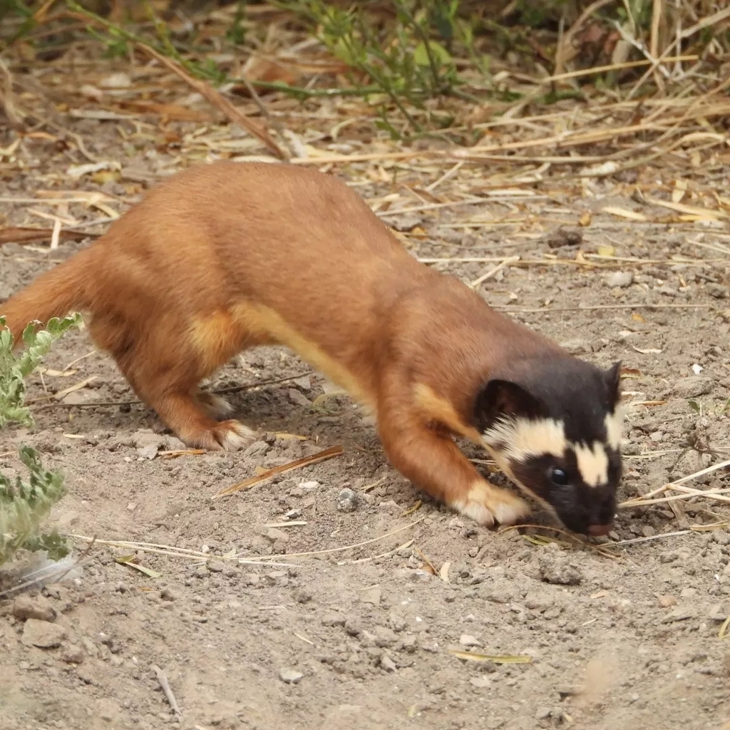 Long-tailed Weasel from Indian Lake, TX 78566, USA on May 21, 2022 by ...