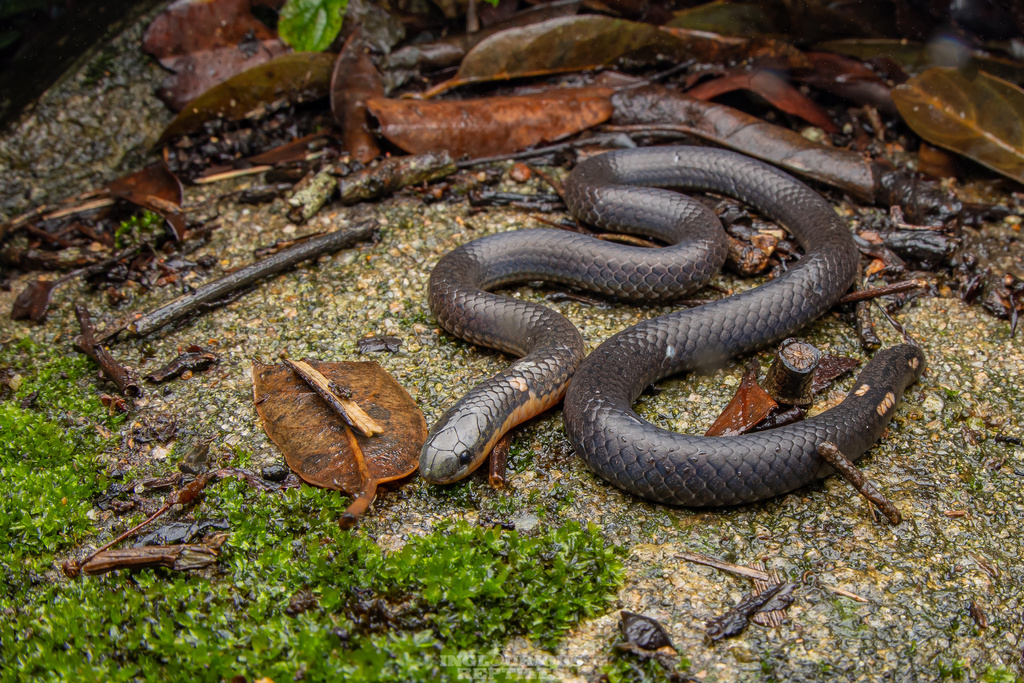 Northern Reed Snake in May 2022 by Artur Tomaszek · iNaturalist