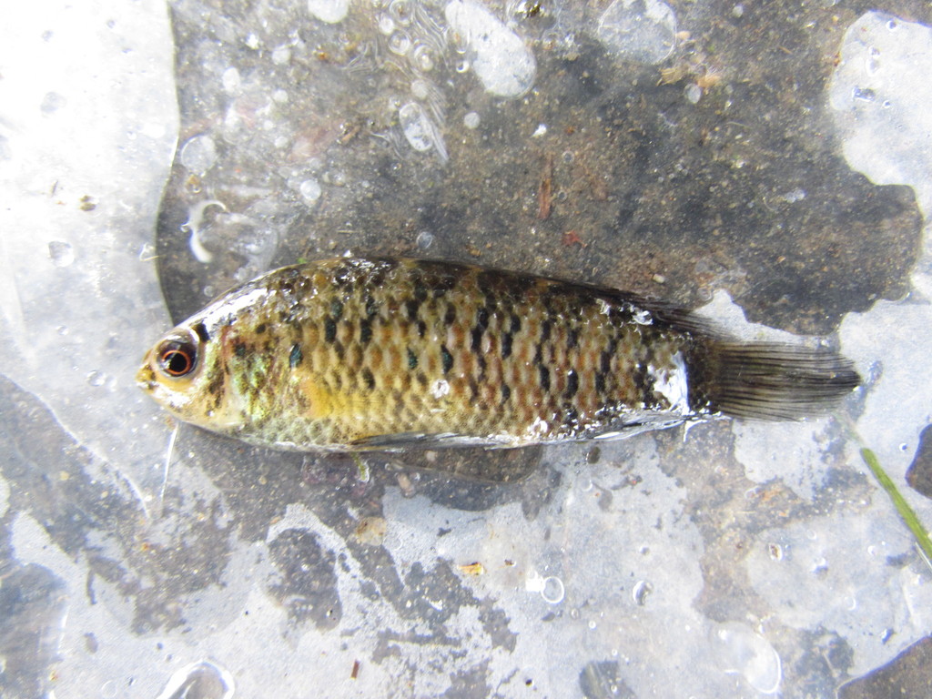 Assam Badis from Maguri Bill, Assam on December 25, 2021 at 07:16 AM by ...