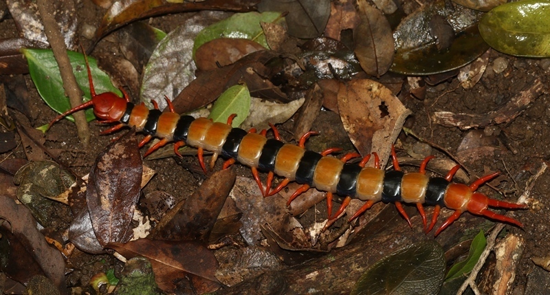 Indian Tiger Centipede from 4J8X+MX9, Palugaswewa, Sri Lanka on May 30 ...