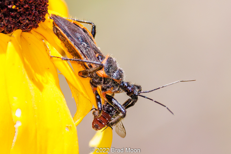 Eastern Bee Assassin from Rapides, Louisiana, United States on May 29 ...