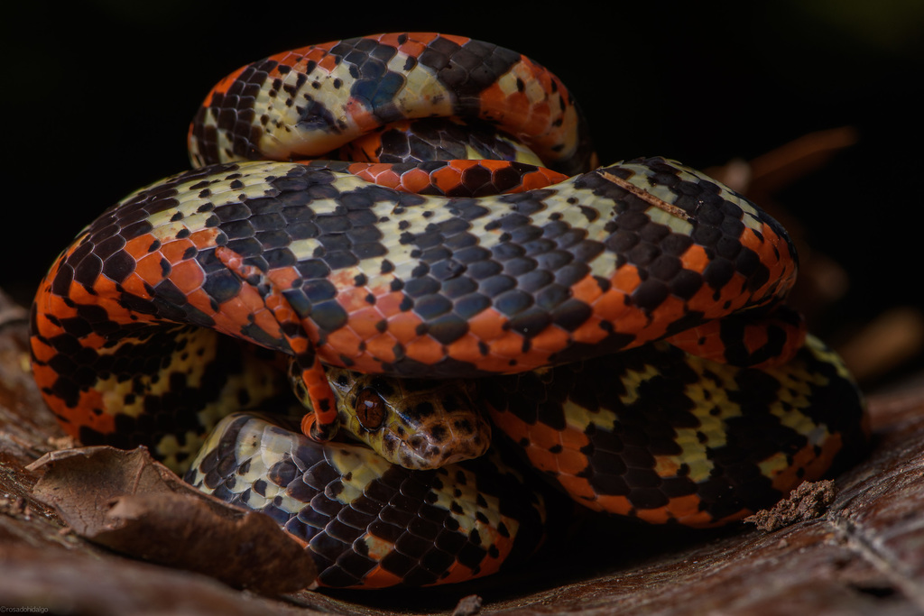 Panama Spotted Night Snake from El Silencio Natural Reserve on February ...