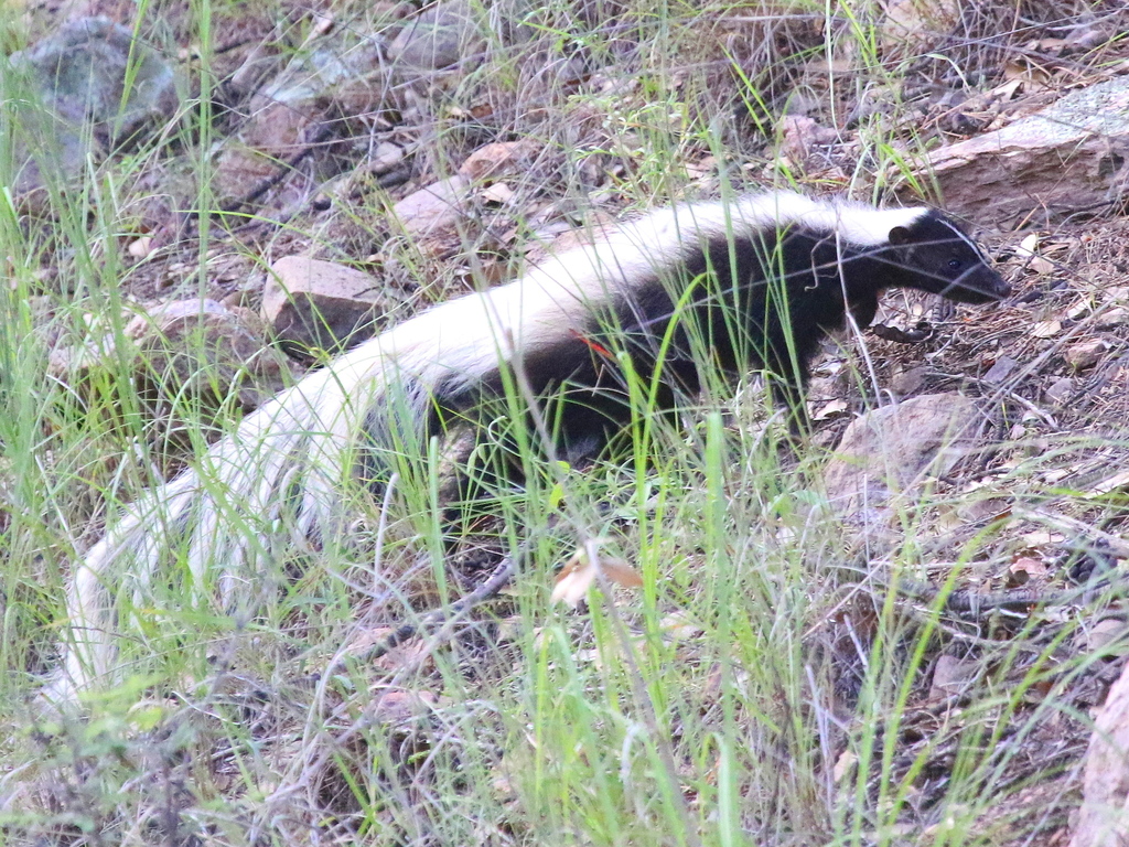 Hooded Skunk from 2003 W Cave Creek Rd, Portal, AZ 85632, USA on August ...