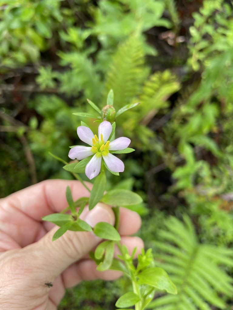 Coastal Rose Gentian from Collier-Seminole State Park, Naples, FL, US ...