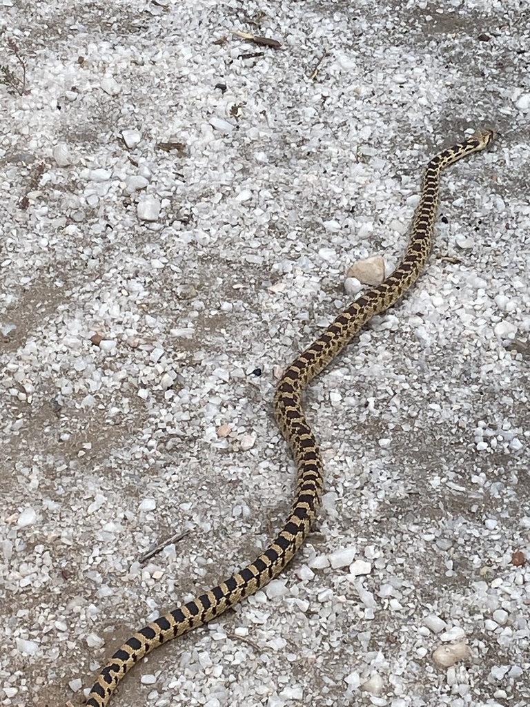 Gopher Snake from Grand Junction, CO, US on May 28, 2022 at 02:54 PM by ...