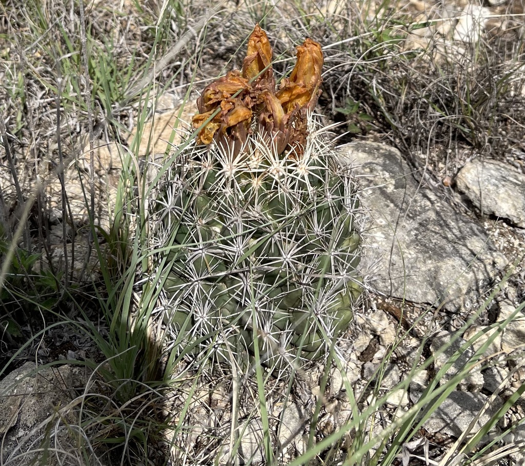 Grooved nipple cactus from Chaney's Crossing, Bertram, TX, US on May 31 ...