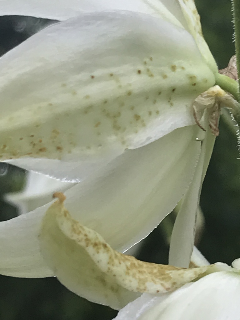 Yucca Beetle in May 2022 by sammyisafuzzydog · iNaturalist