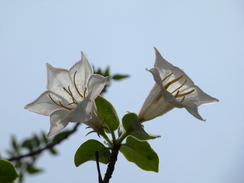 Hintonia latiflora in May 2022 by Edgar Salmerón Barrera · iNaturalist