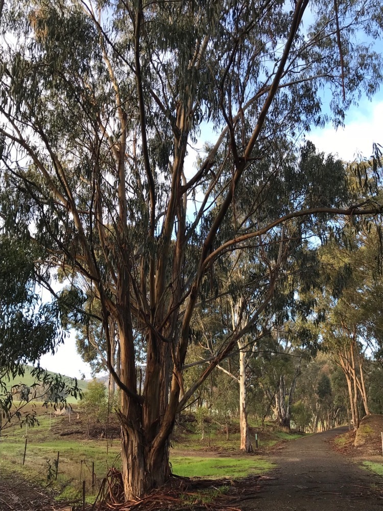 Victorian blue gum in June 2018 by nilesedge. Field Notes - There are a ...