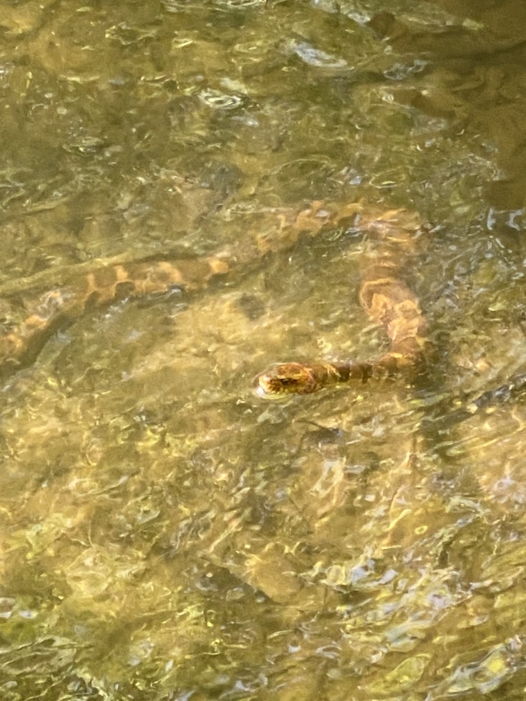 Midland Watersnake from Overton, Birmingham, AL, US on April 23, 2022 ...