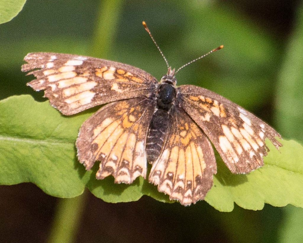 Harris's Checkerspot in June 2015 by Joshua Lincoln · iNaturalist