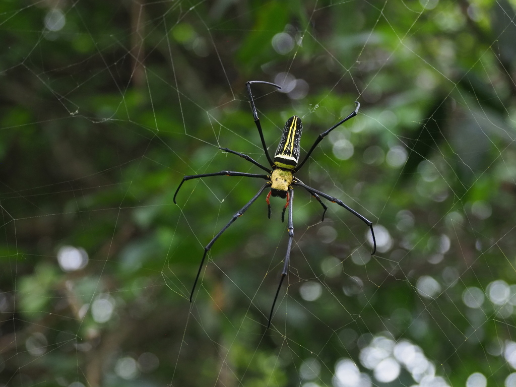 Giant Golden Orbweaver from Lantau Island, Hong Kong on June 24, 2018 ...