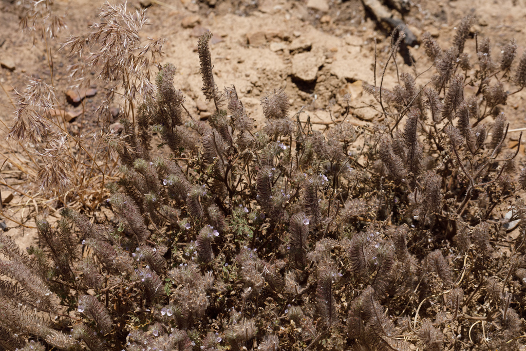 Hiddenflower Phacelia from Devil's Punchbowl County Park, Angeles MRCA Open Space, Los Angeles ...