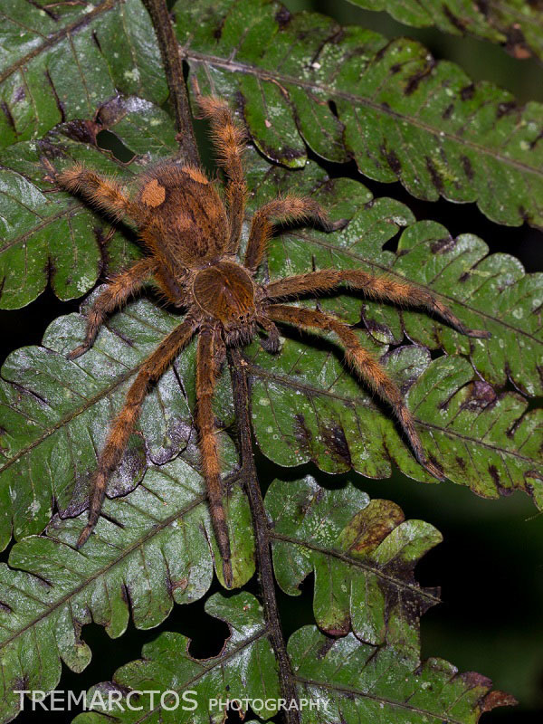 Bromeliad spiders from Maquipucuna on December 16, 2017 at 11:30 PM by ...