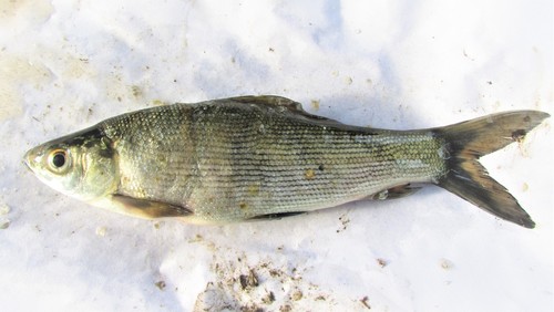 Kuria labeo (Labeo gonius) · iNaturalist United Kingdom