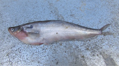 Ompok pabo · iNaturalist