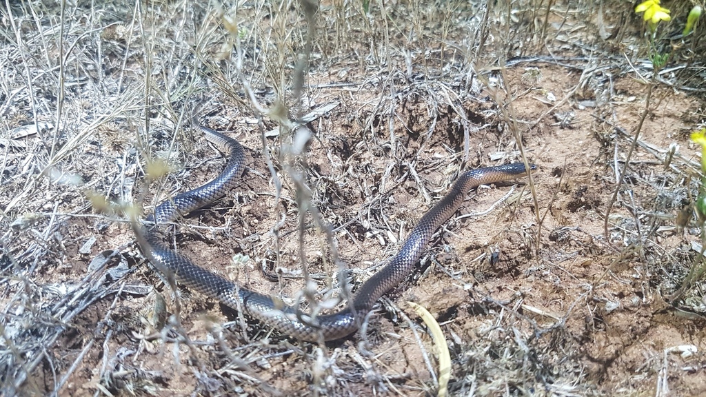 Mallee Black-backed Snake from Goschen VIC 3585, Australia on November ...