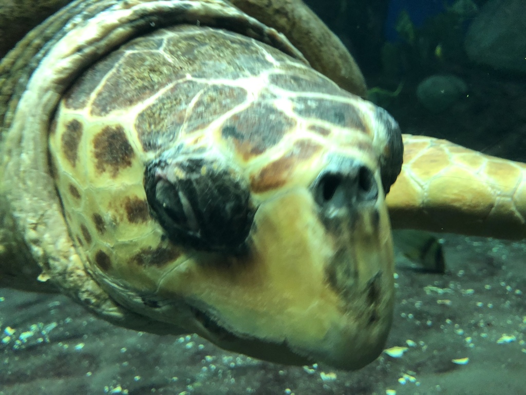 Loggerhead Sea Turtle from 2235 Cecelia Ter, San Diego, CA, US on June ...
