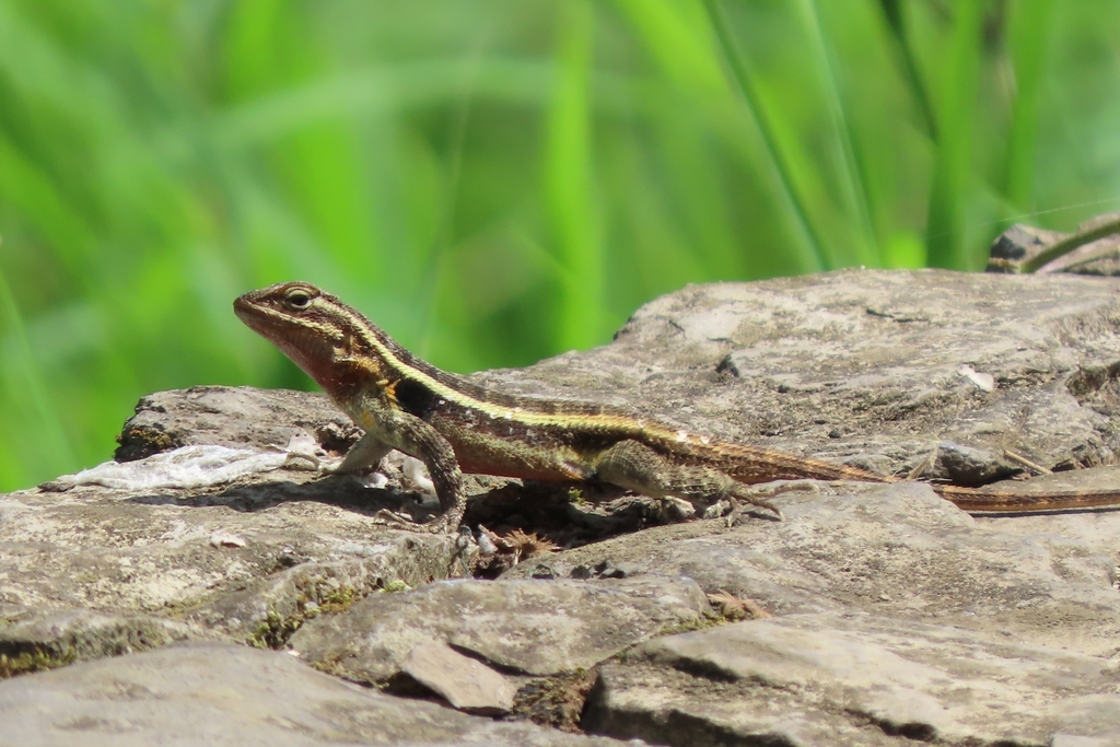 Rose-bellied Lizard from Cuarta Secc, Xochitlán de Vicente Suárez, Pue ...