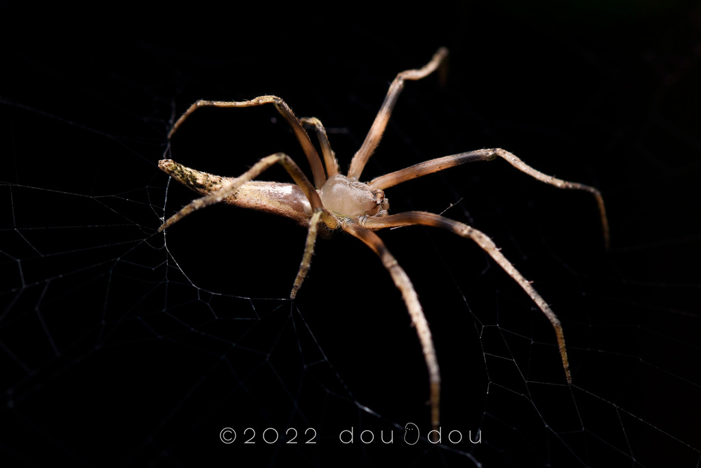 Twig Orb-web Spiders from 中国安徽省黄山市休宁县齐云山 on October 5, 2021 at 10:27 PM ...