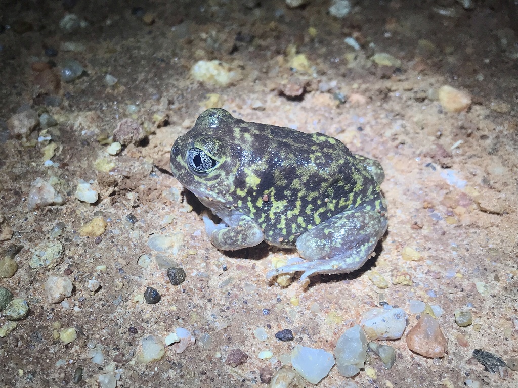 Northern Burrowing Frog in June 2022 by Bruce Edley · iNaturalist