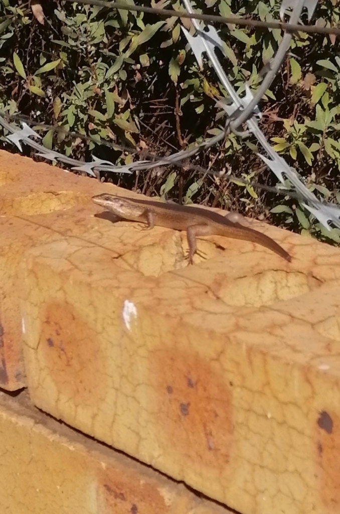 Speckled Rock Skink from Rosemary Ave & Pinkie St, Annlin, Pretoria ...