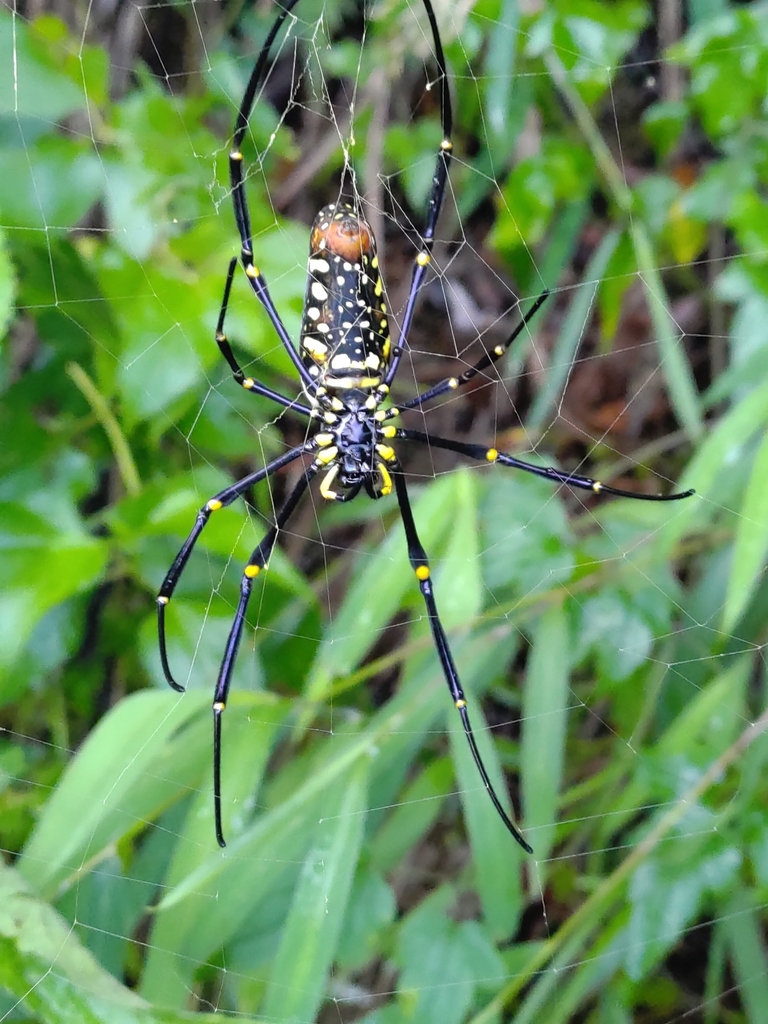 Giant Golden Orbweaver from Nantou, TW-TA, TW on June 1, 2022 at 05:52 PM by 古國順 · iNaturalist