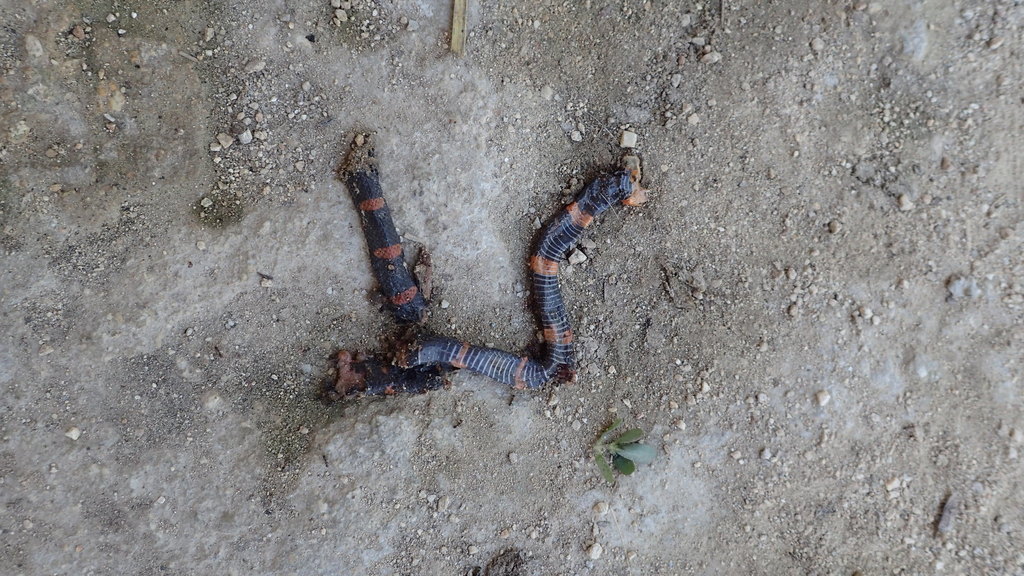 Terrestrial Snail Sucker from Nuevo Durango, Quintana Roo, Mexico on ...