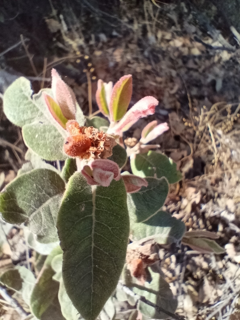 Rhus standleyi from 72987 Pue., México on May 17, 2022 at 10:57 AM by ...