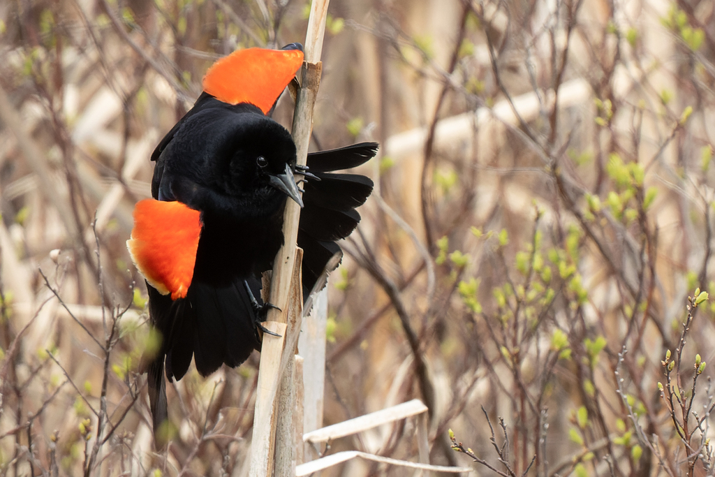 Red-winged Blackbird from Trécesson, QC J0Y, Canada on May 23, 2022 at ...