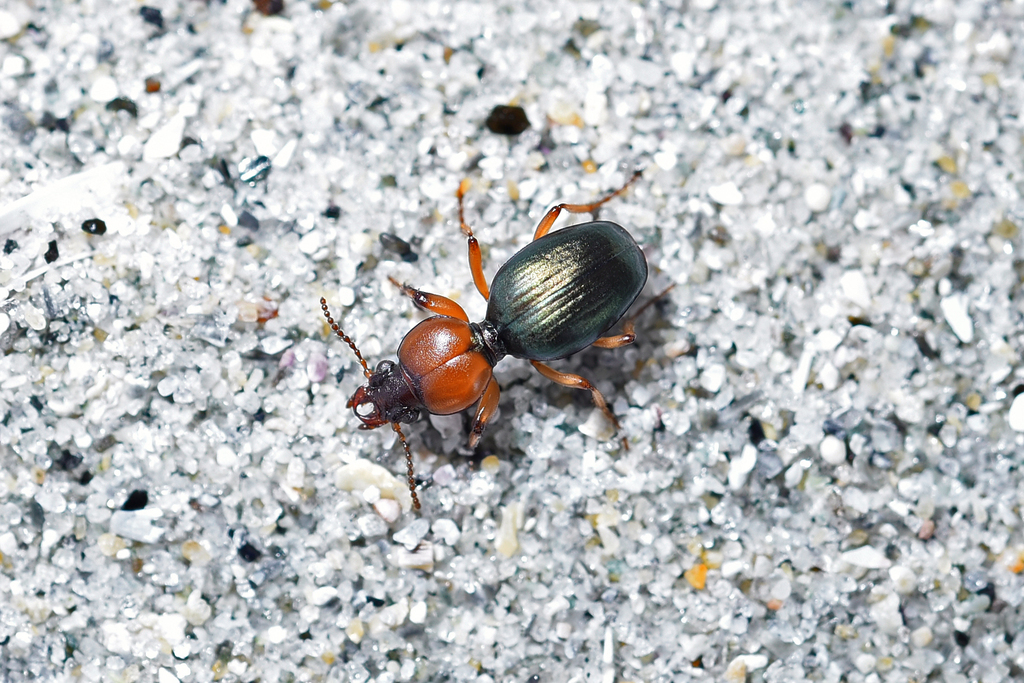 Obese Point-bearing Beetle from Central Coast A, BC, Canada on June 15 ...