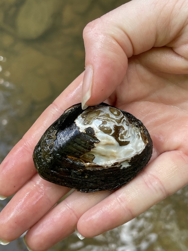 Warrior Pigtoe in May 2022 by Brittany Barker-Jones · iNaturalist