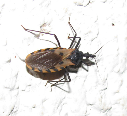 Triatoma dimidiata · iNaturalist