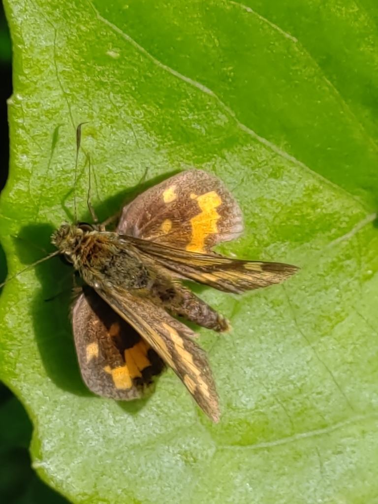 Chinese Dart from 546台灣南投縣仁愛鄉南豐村 on June 02, 2022 at 07:39 AM by 古國順 ...