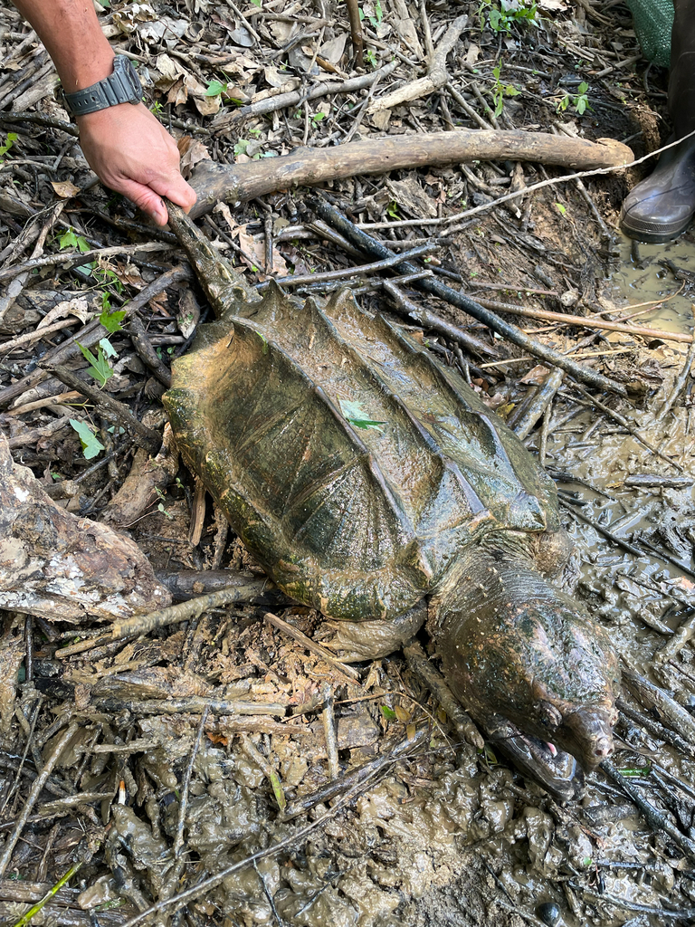 Alligator Snapping Turtle in June 2022 by awrodger31 · iNaturalist