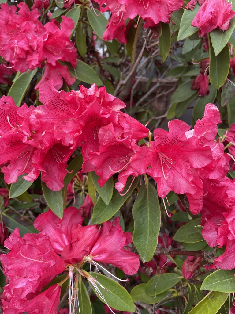 rhododendrons and azaleas from Lulu Island, Richmond, BC, CA on June 1 ...