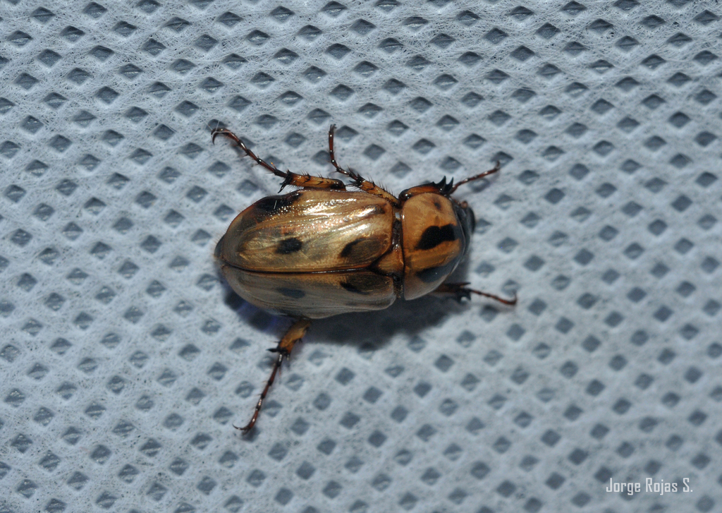 Masked Chafers from Catemaco, Ver., México on May 29, 2022 at 09:55 PM ...