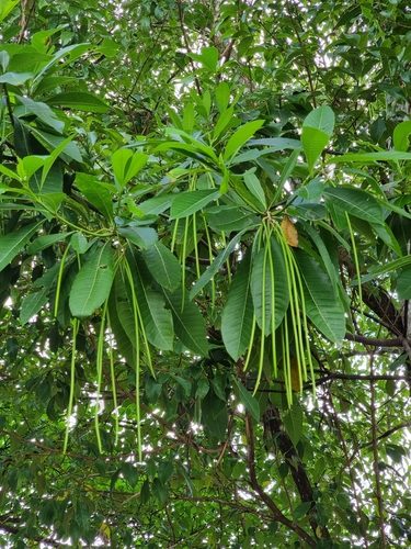 Alstonia spectabilis · iNaturalist Ecuador