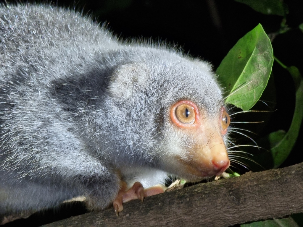 Common Spotted Cuscus from Lockhart QLD 4892, Australia on April 30 ...