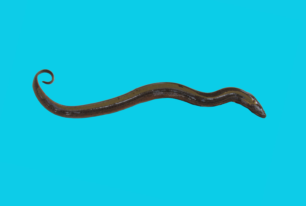 Gangetic Mud-eel from Hatsingimari, Assam, India on June 23, 2019 at 09 ...