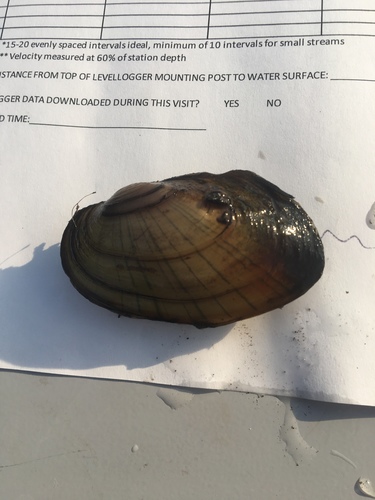 Fatmucket (Freshwater Mussels of the Milwaukee River Basin) · iNaturalist