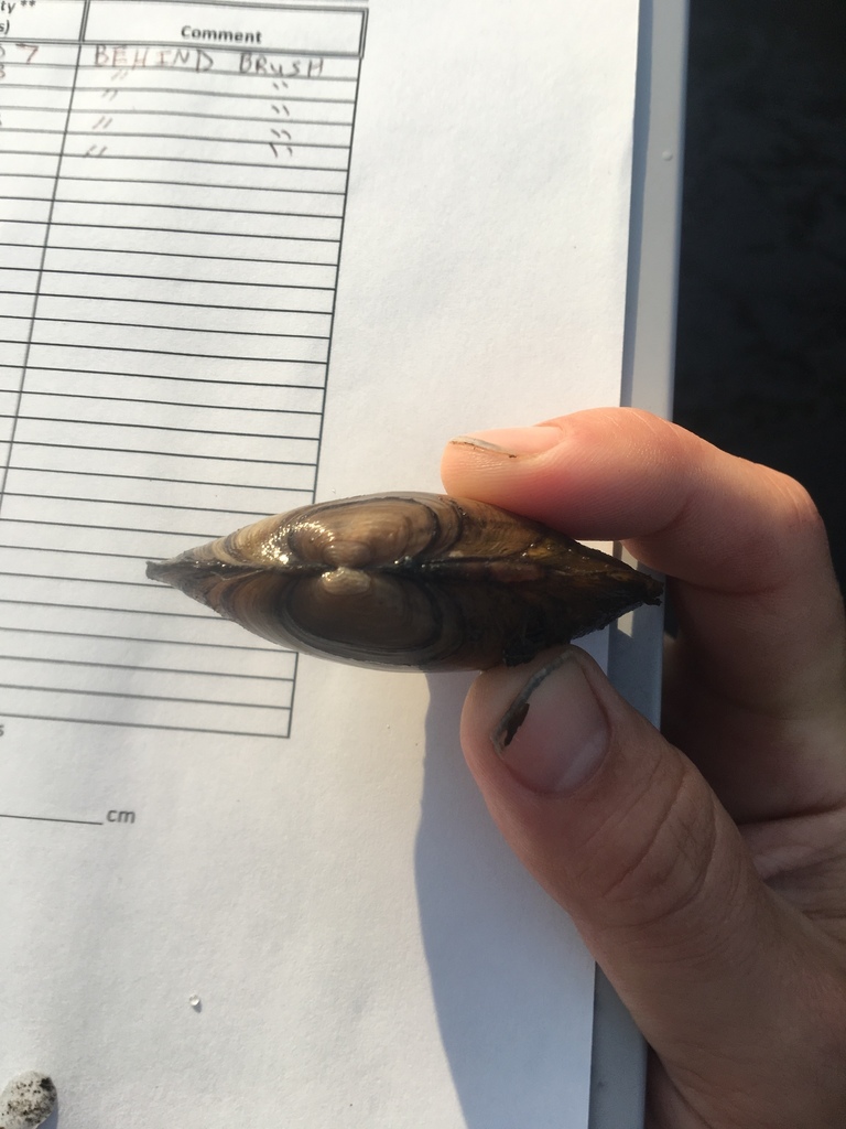 Fatmucket (Freshwater Mussels of the Milwaukee River Basin) · iNaturalist